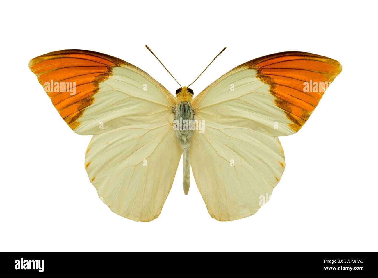butterfly hebomoia glaucippe aturia isolated on white background Stock ...