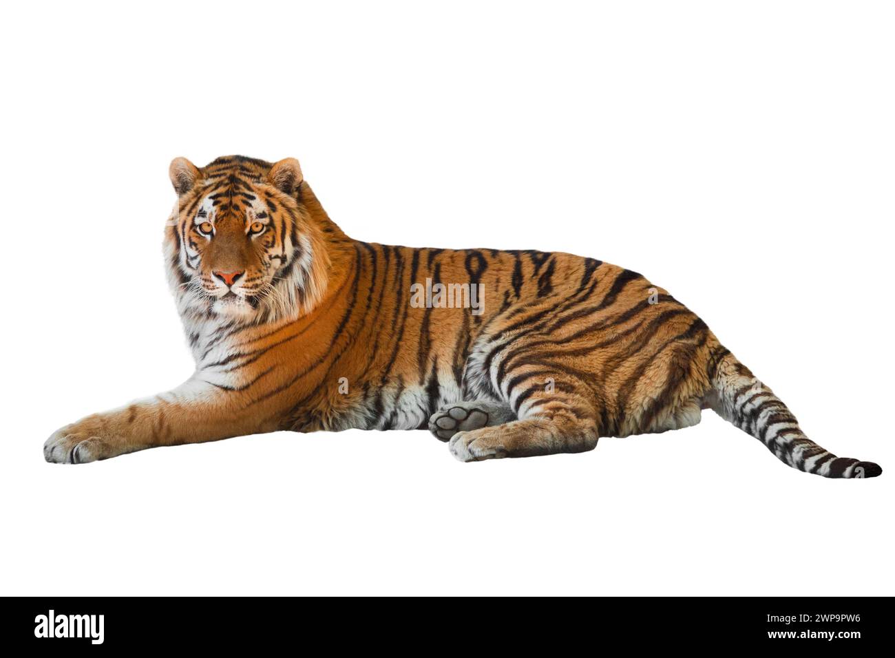 tiger isolated on white background Stock Photo - Alamy