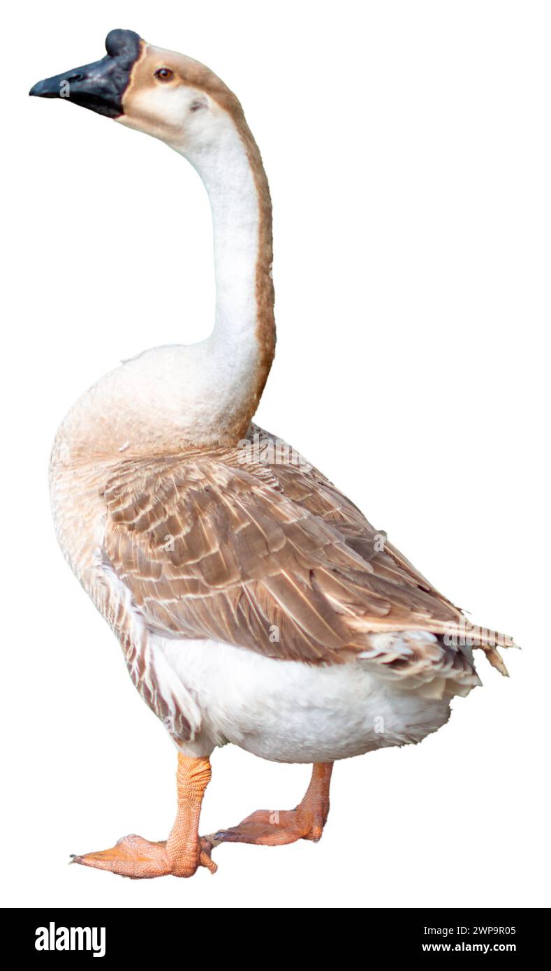 A Chinese goose stood by the pond with its head held high. Isolated on ...