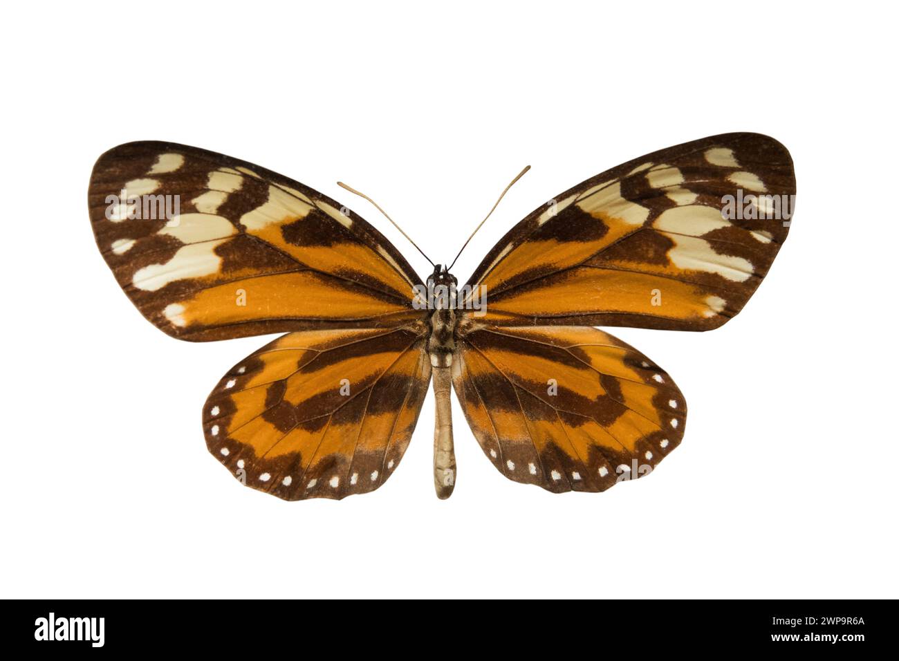 butterfly Lycorea ceres isolated on white background Stock Photo - Alamy