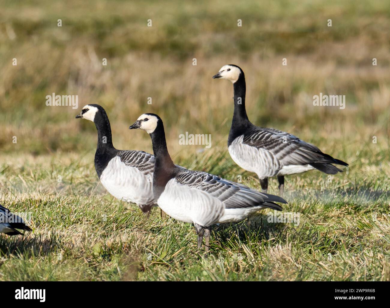 A flock of Barnacle Goose, Branta leucopsis on Islay, Scotland, UK ...