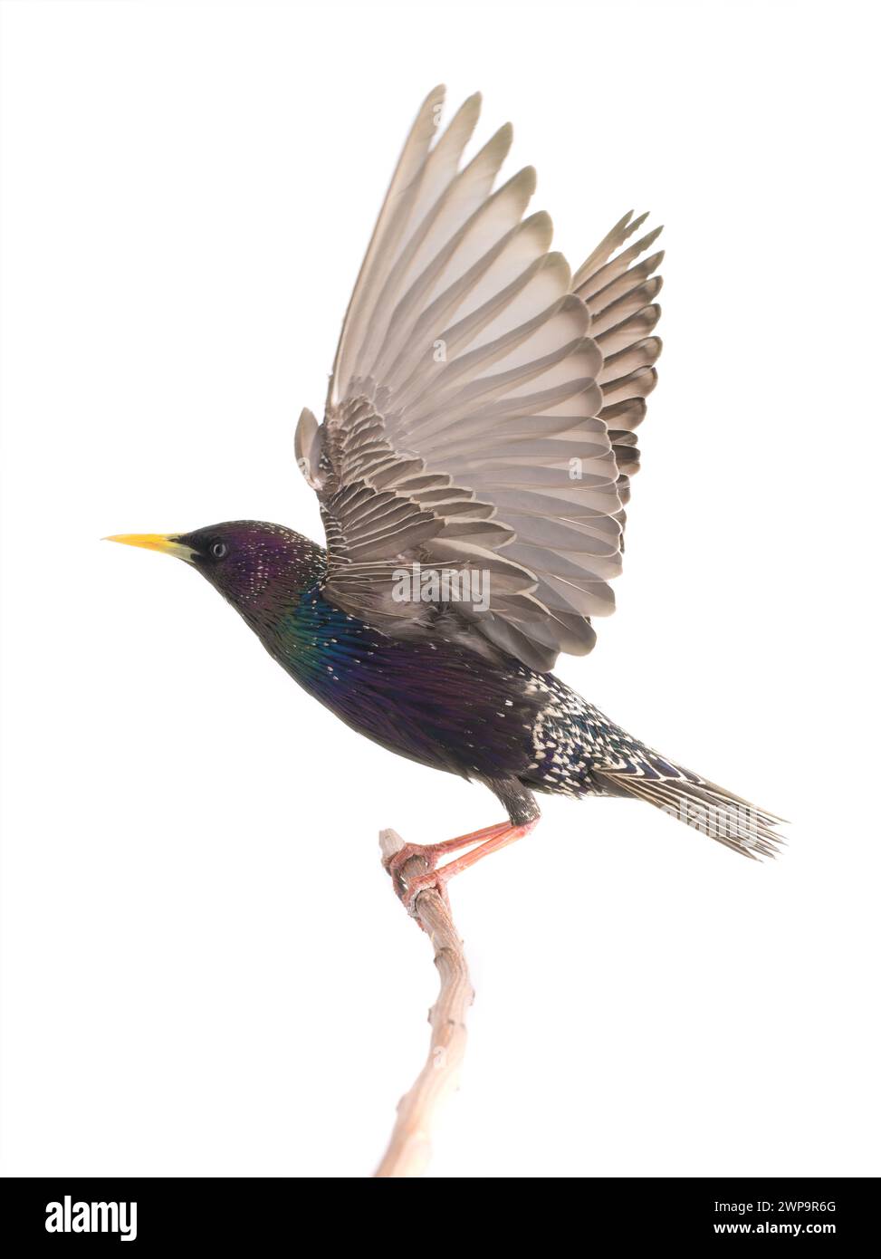 starling takes off from a tree branch isolated on a white background ...