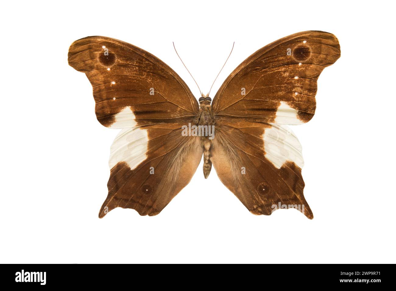 butterfly Neorina lowii isolated on white background Stock Photo - Alamy