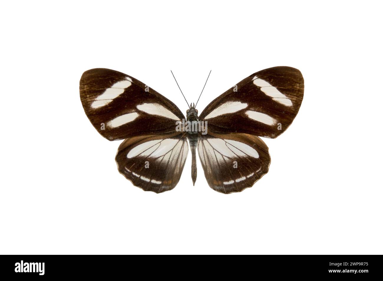 butterfly Ithomiidae isolated on white background Stock Photo - Alamy