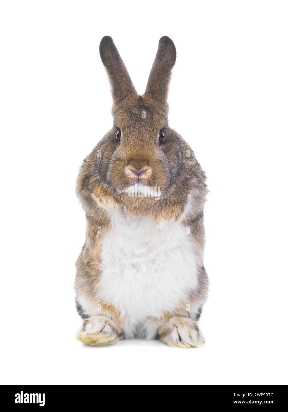 standing rabbit on a white background Stock Photo - Alamy