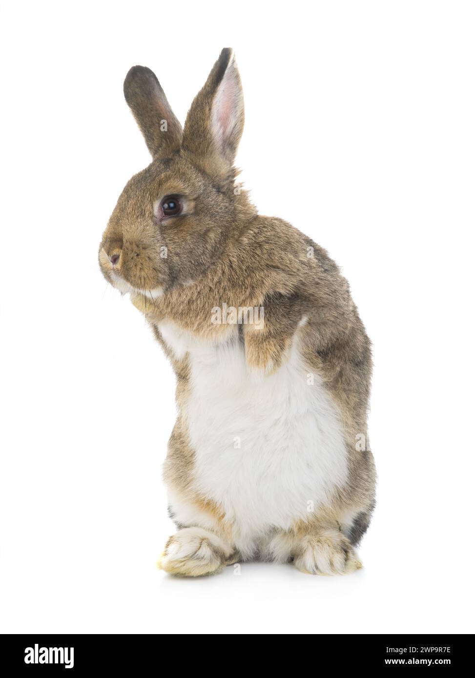 standing rabbit on a white background Stock Photo - Alamy