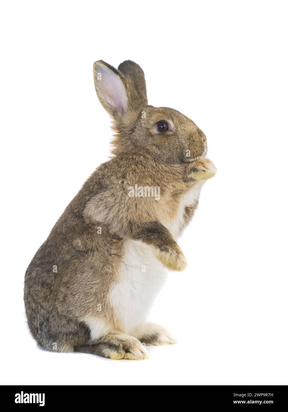 standing rabbit on a white background Stock Photo - Alamy