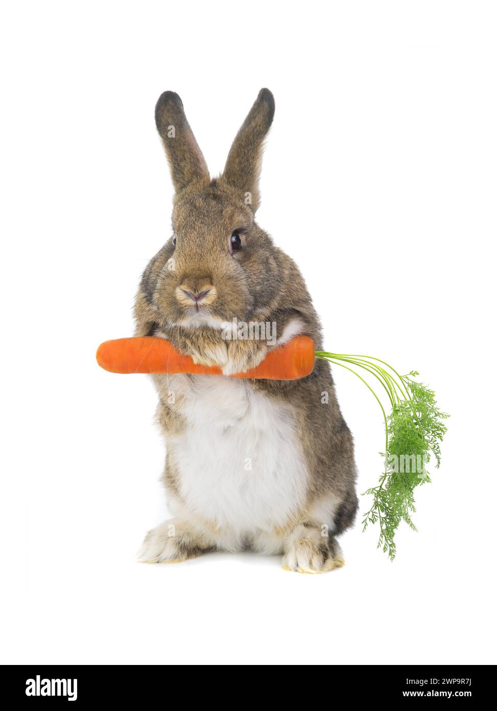 standing bunny with a carrot on a white background Stock Photo - Alamy