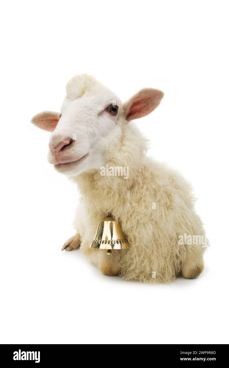sheep with bell isolated on white background Stock Photo - Alamy