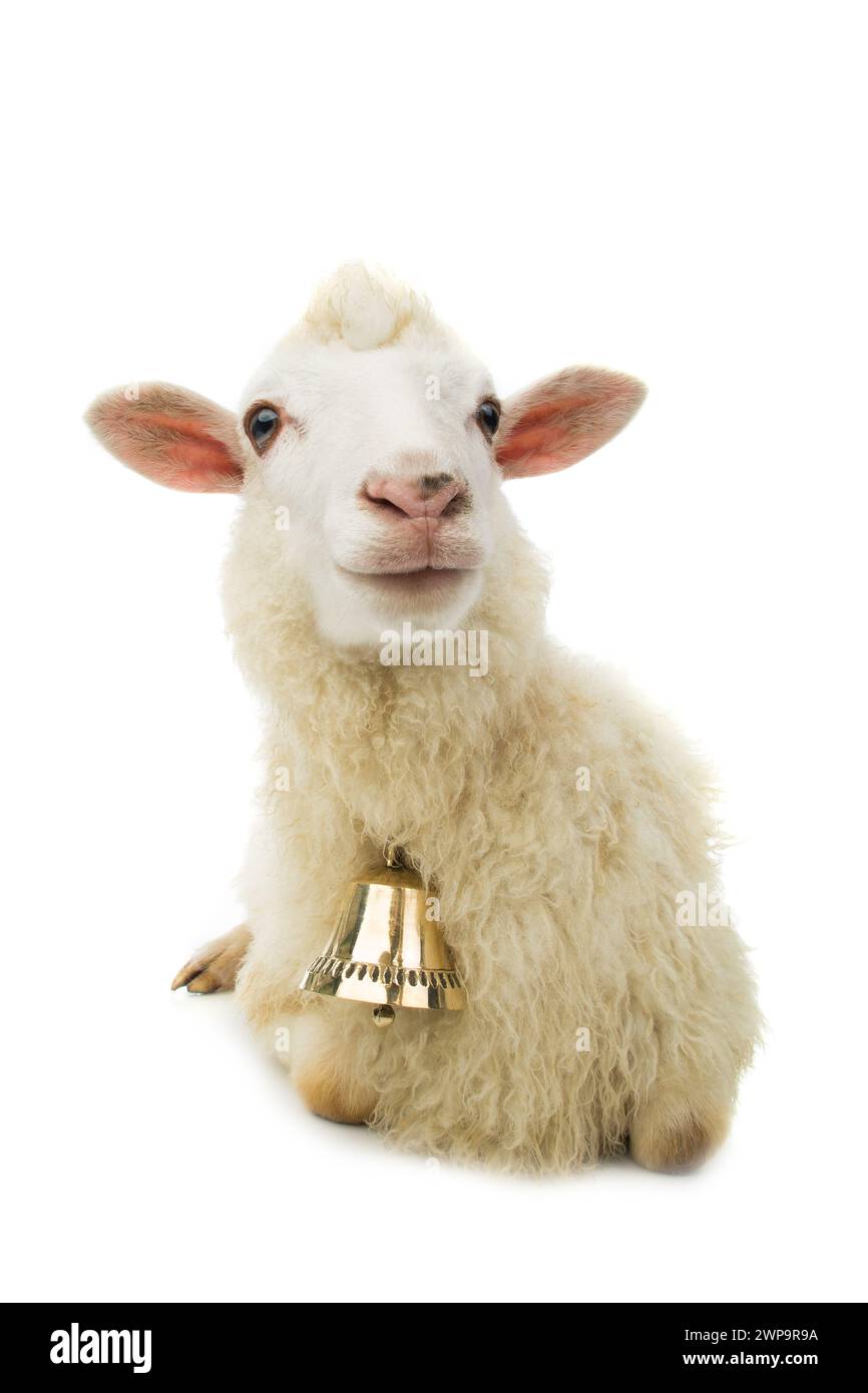 sheep with bell isolated on white background Stock Photo - Alamy