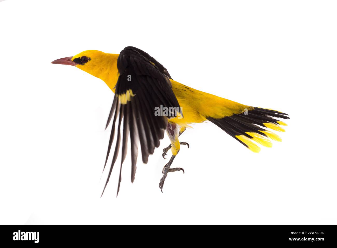 Eurasian Golden Oriole (Oriolus oriolus) in flight isolated on a white ...