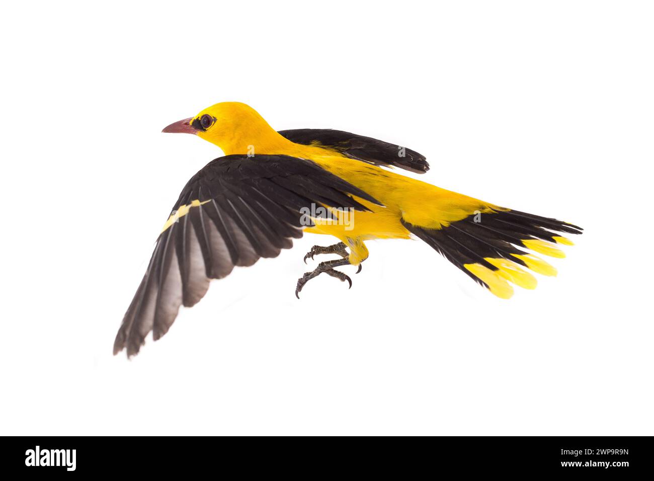 Eurasian Golden Oriole (Oriolus oriolus) in flight isolated on a white ...