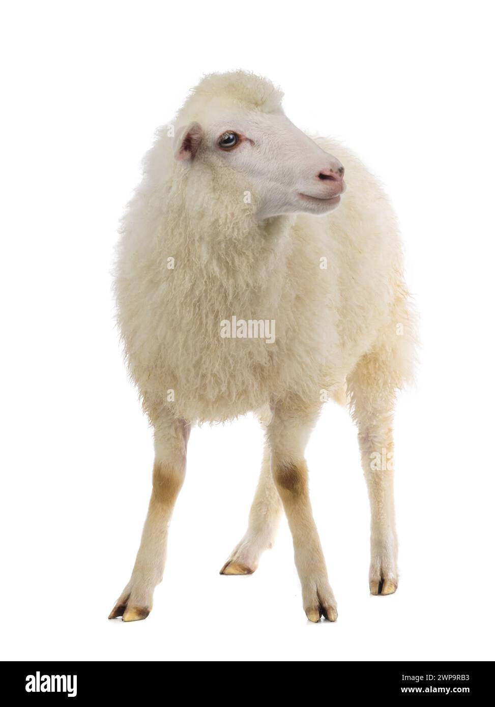sheep isolated on white background Stock Photo - Alamy