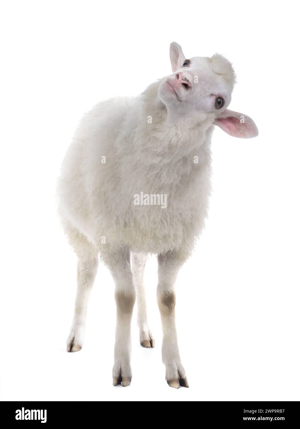 sheep isolated on white background Stock Photo - Alamy