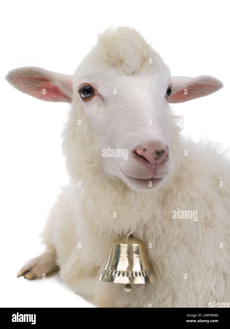 sheep with bell isolated on white background Stock Photo - Alamy