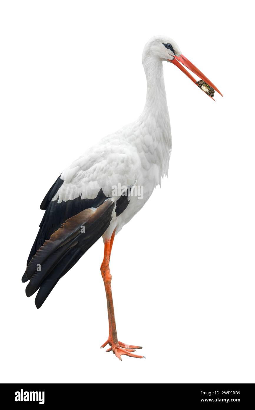 stork and frog on a white background Stock Photo - Alamy