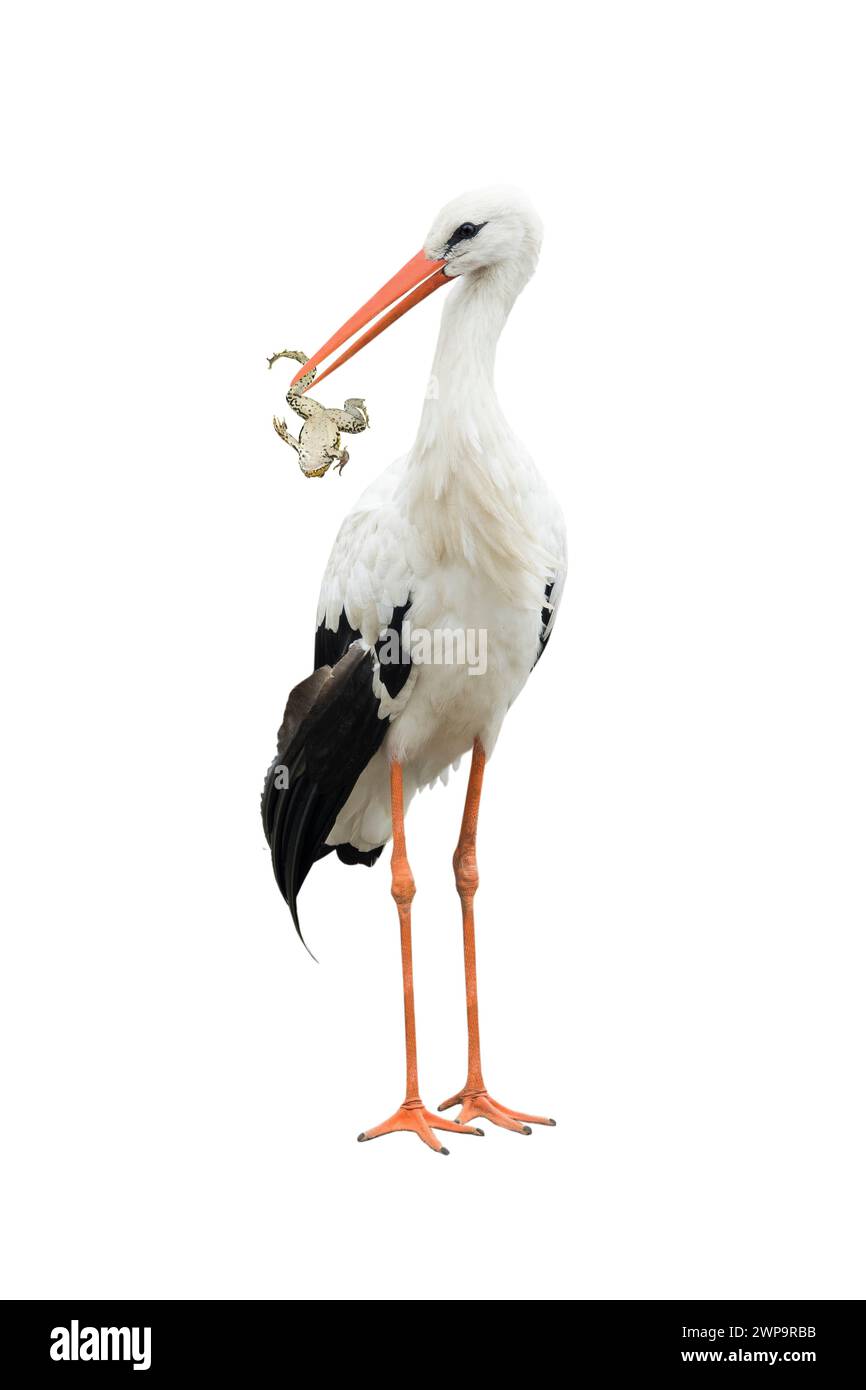 stork and frog on a white background Stock Photo - Alamy