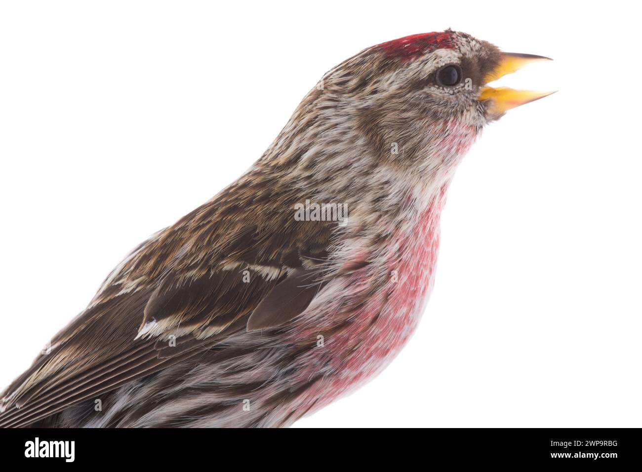 portrait male Common Redpoll (Acanthis flammea) isolated on white ...