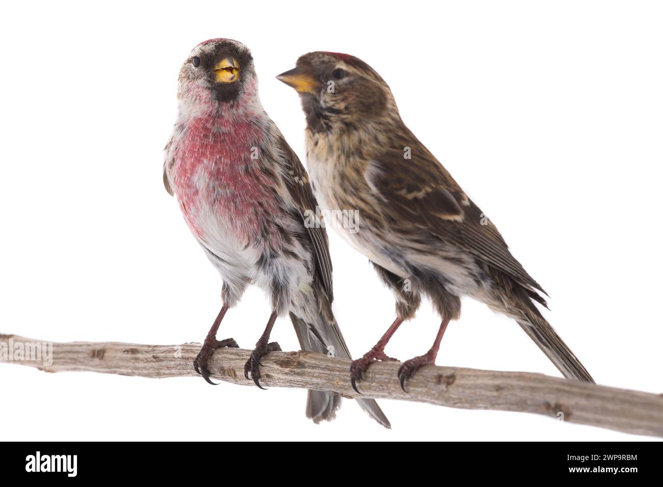 twoCommon Redpoll (Acanthis flammea) isolated on white background Stock ...