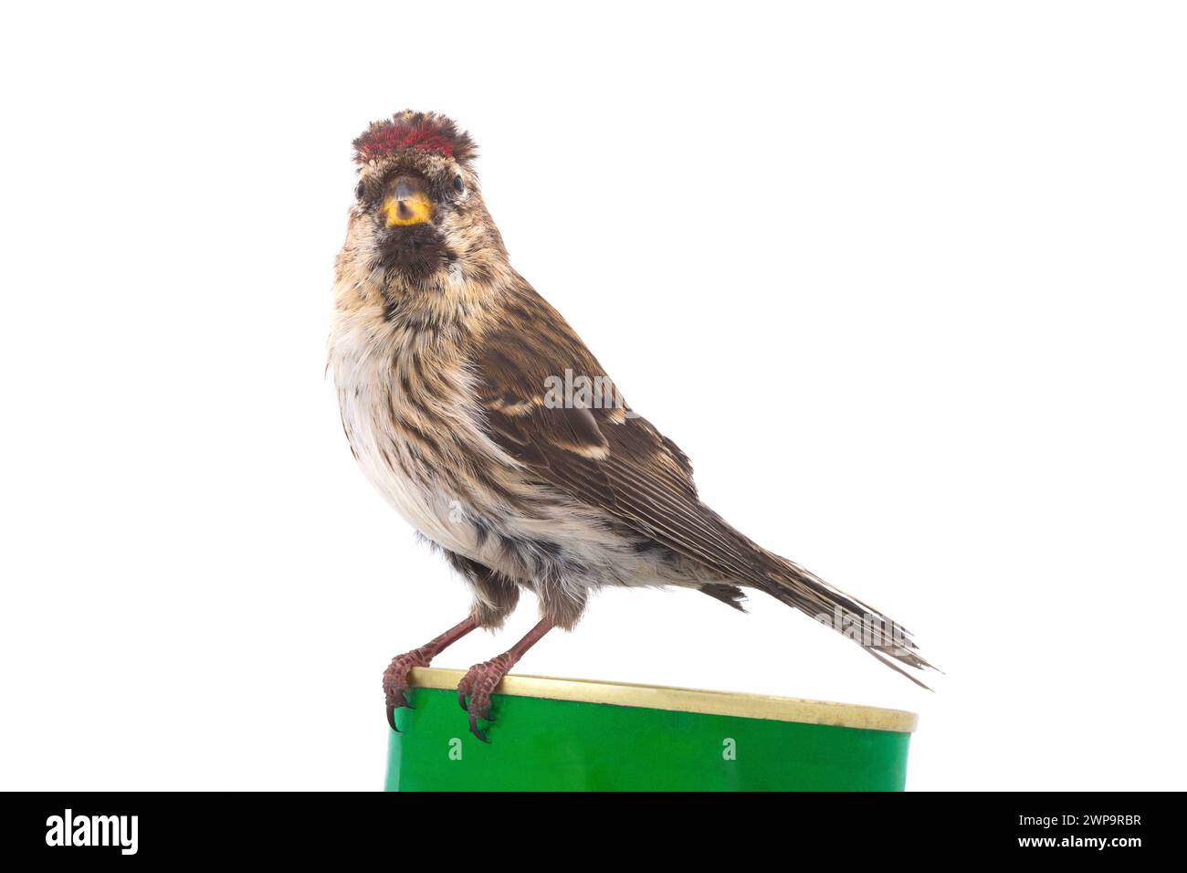 Female Common Redpoll (Acanthis flammea) isolated on white background ...