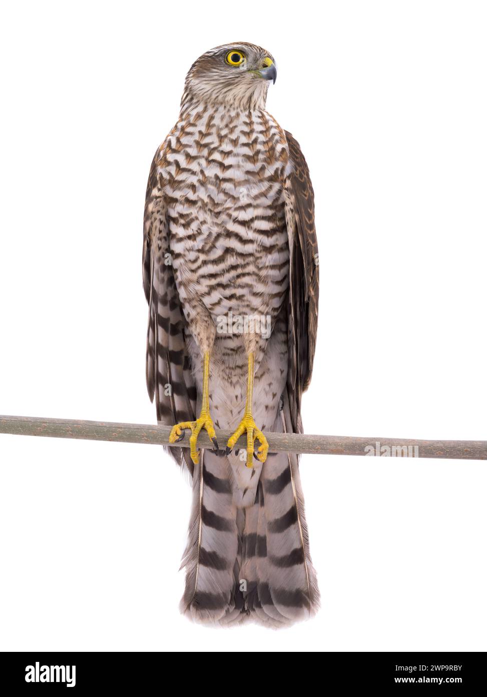falcon isolated on a white background Stock Photo - Alamy