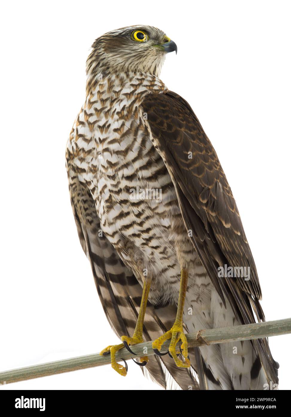 falcon isolated on a white background Stock Photo - Alamy