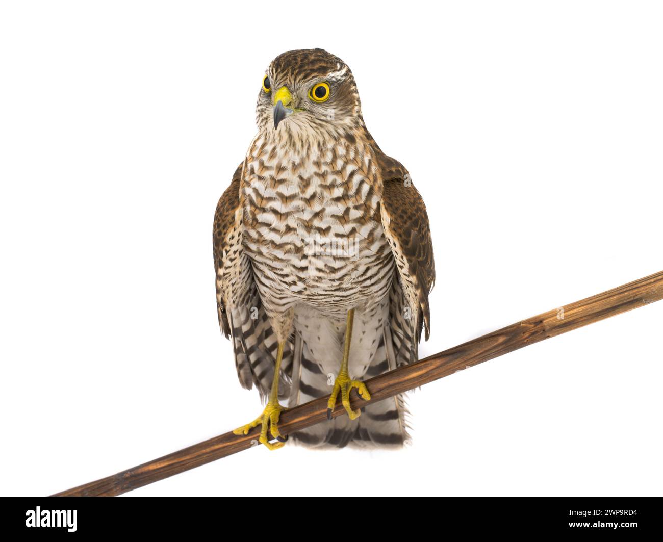 Falcon bird pet Cut Out Stock Images & Pictures - Alamy