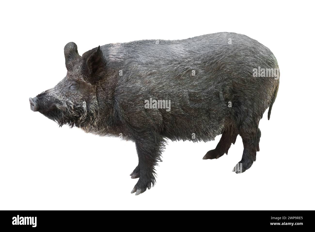Wild boar looking on Cut Out Stock Images & Pictures - Alamy