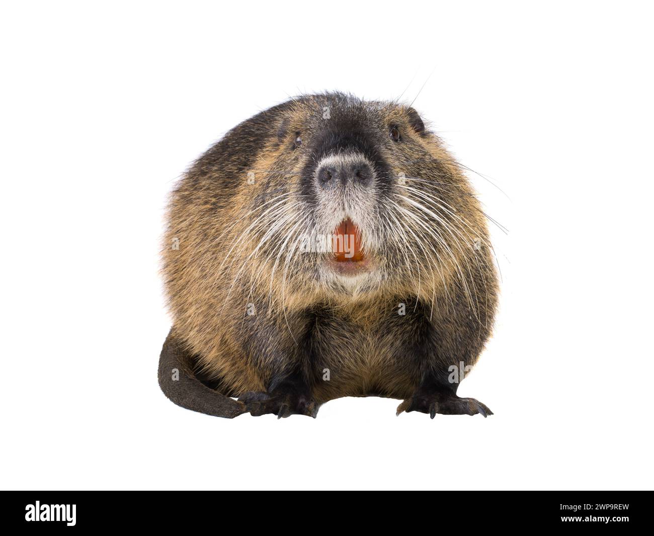 Coypu (Myocastor coypus) aka river rat or nutria mammal animal isolated ...