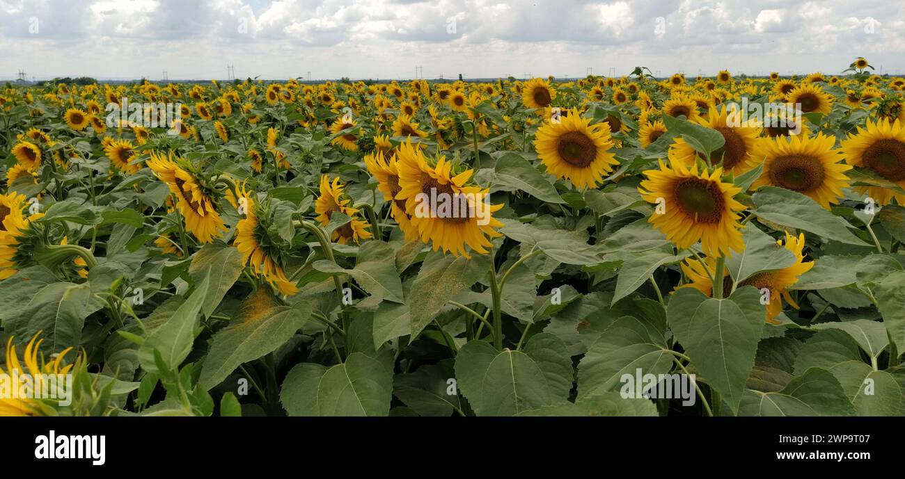 Field of blooming sunflowers. Beautiful yellow large flowers with a ...