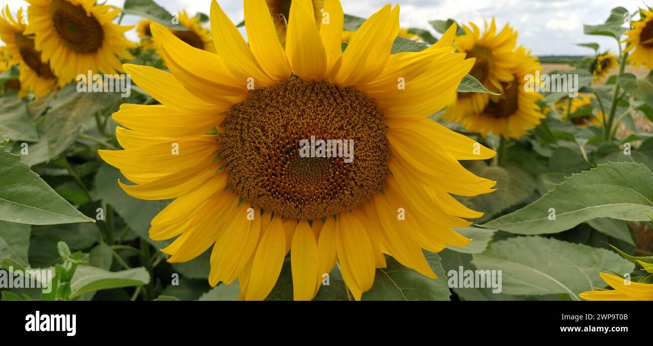 Field of blooming sunflowers. Beautiful yellow large flowers with a dark middle. Agricultural ...