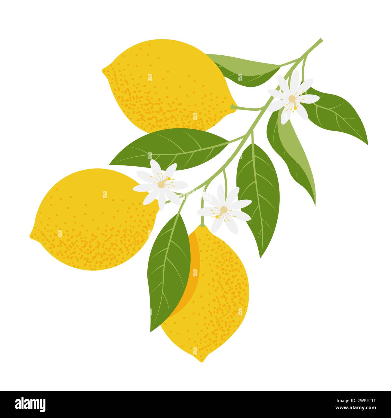 Lemon branch. Vector illustration in flat style Stock Vector Image ...
