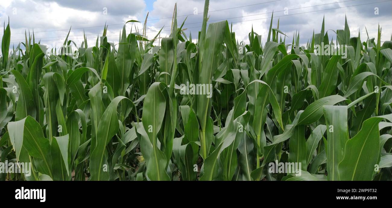 corn plants. Field with growing corn. Agricultural concept. Land ...