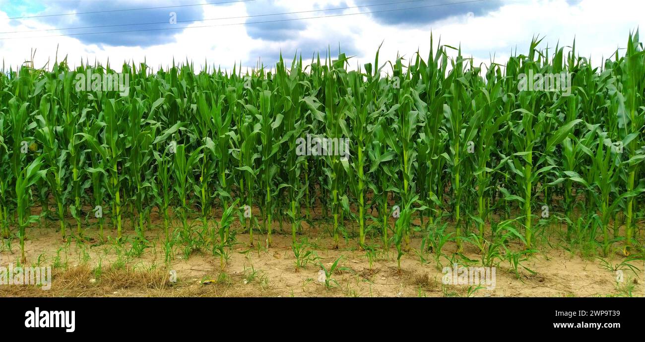 Farm field with growing corn under blue sky with dark clouds. Banner ...