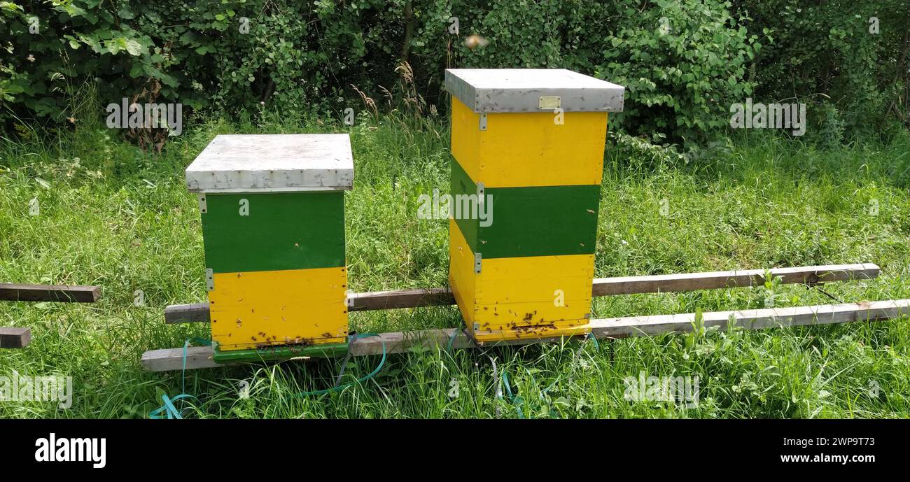 Hives with bees. Beekeeping. Hives standing in nature, and are painted ...
