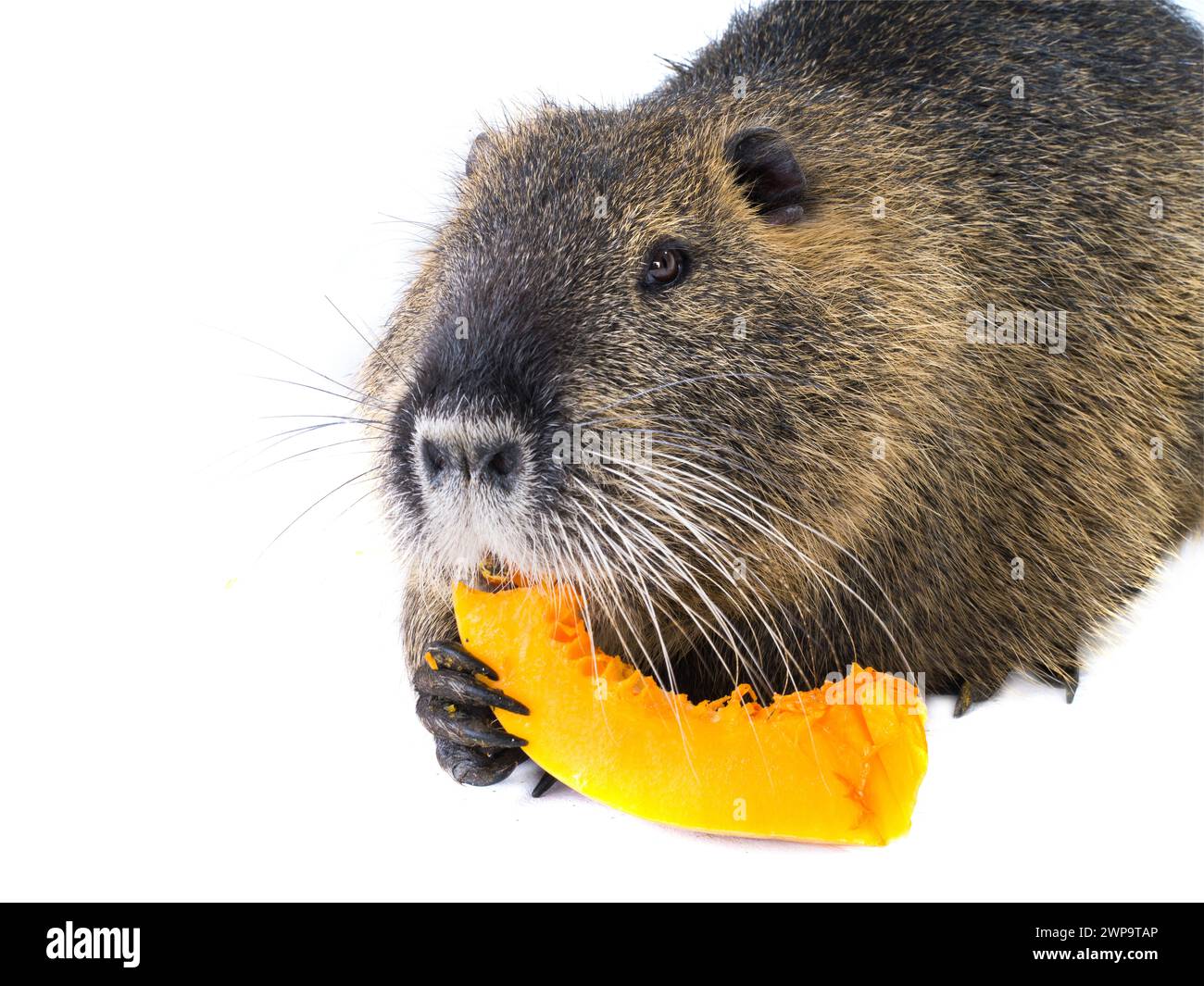 eats pumpkin coypu (Myocastor coypus) aka river rat or nutria mammal ...