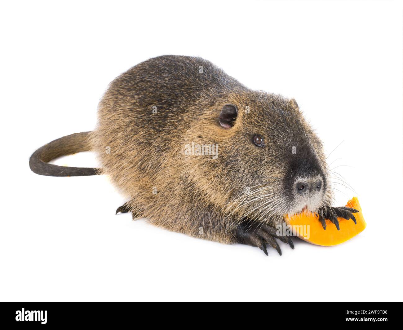 eats pumpkin coypu (Myocastor coypus) aka river rat or nutria mammal ...