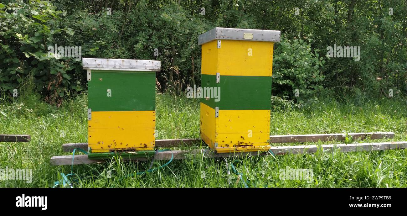 Hives with bees. Beekeeping. Hives standing in nature, and are painted ...