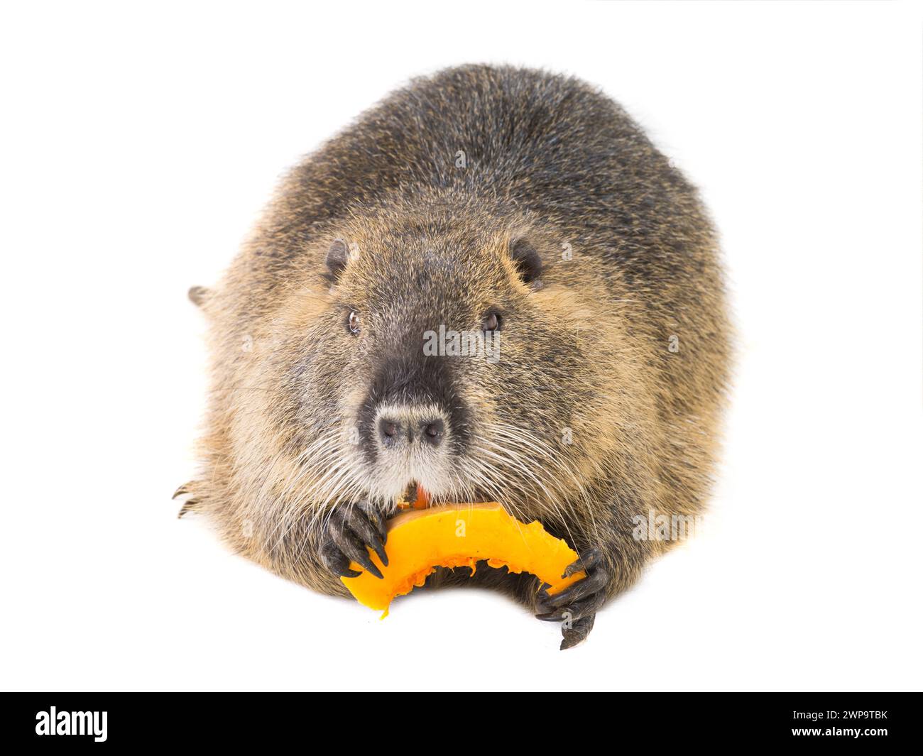 eats pumpkin coypu (Myocastor coypus) aka river rat or nutria mammal ...