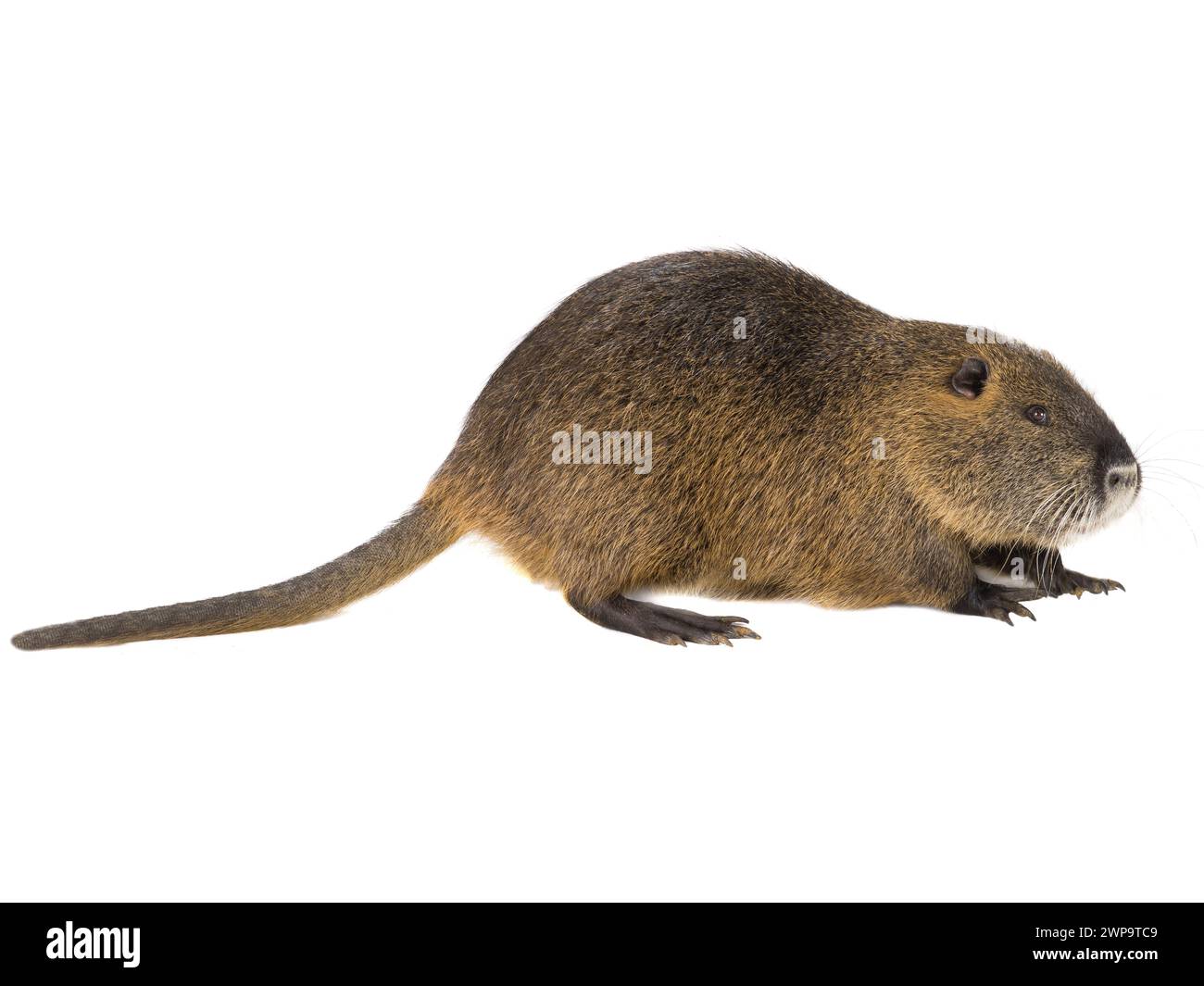 Coypu (Myocastor coypus) aka river rat or nutria mammal animal isolated ...