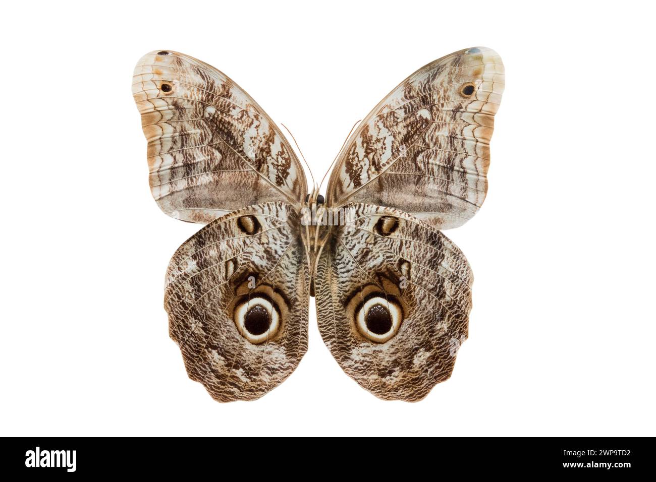 Butterfly perched Cut Out Stock Images & Pictures - Alamy