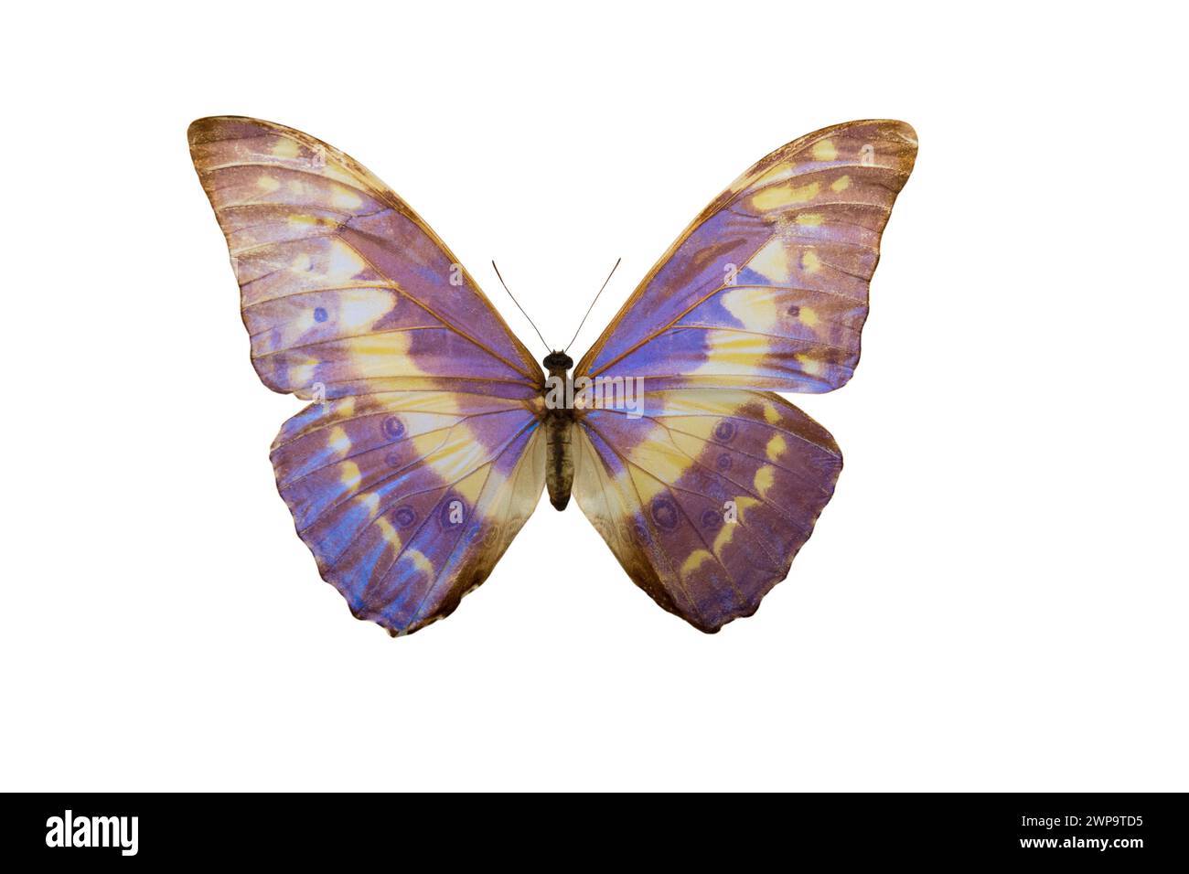 butterfly Morpho cypris, Brasil isolated on white background Stock ...