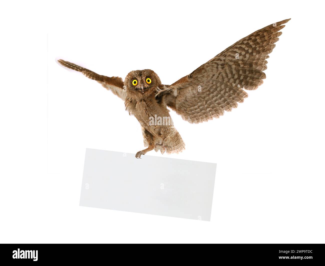 flight European scops owl with sheet for a text writing on white ...