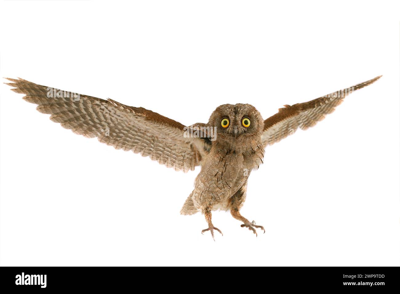flight European scops owl on white background Stock Photo - Alamy