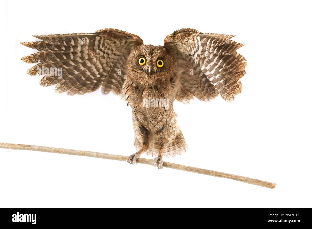 flight European scops owl on white background Stock Photo - Alamy