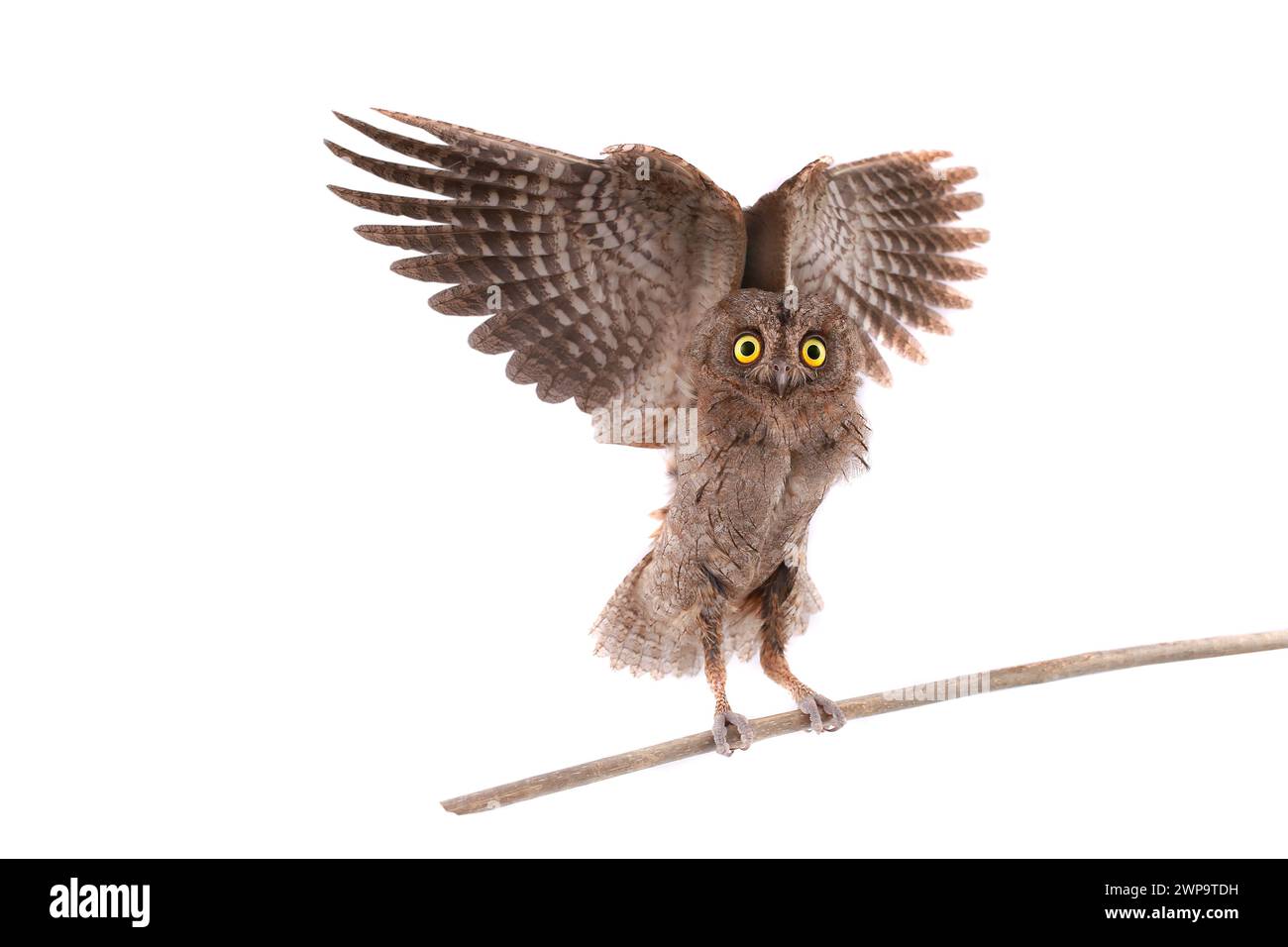 flight European scops owl on white background Stock Photo - Alamy