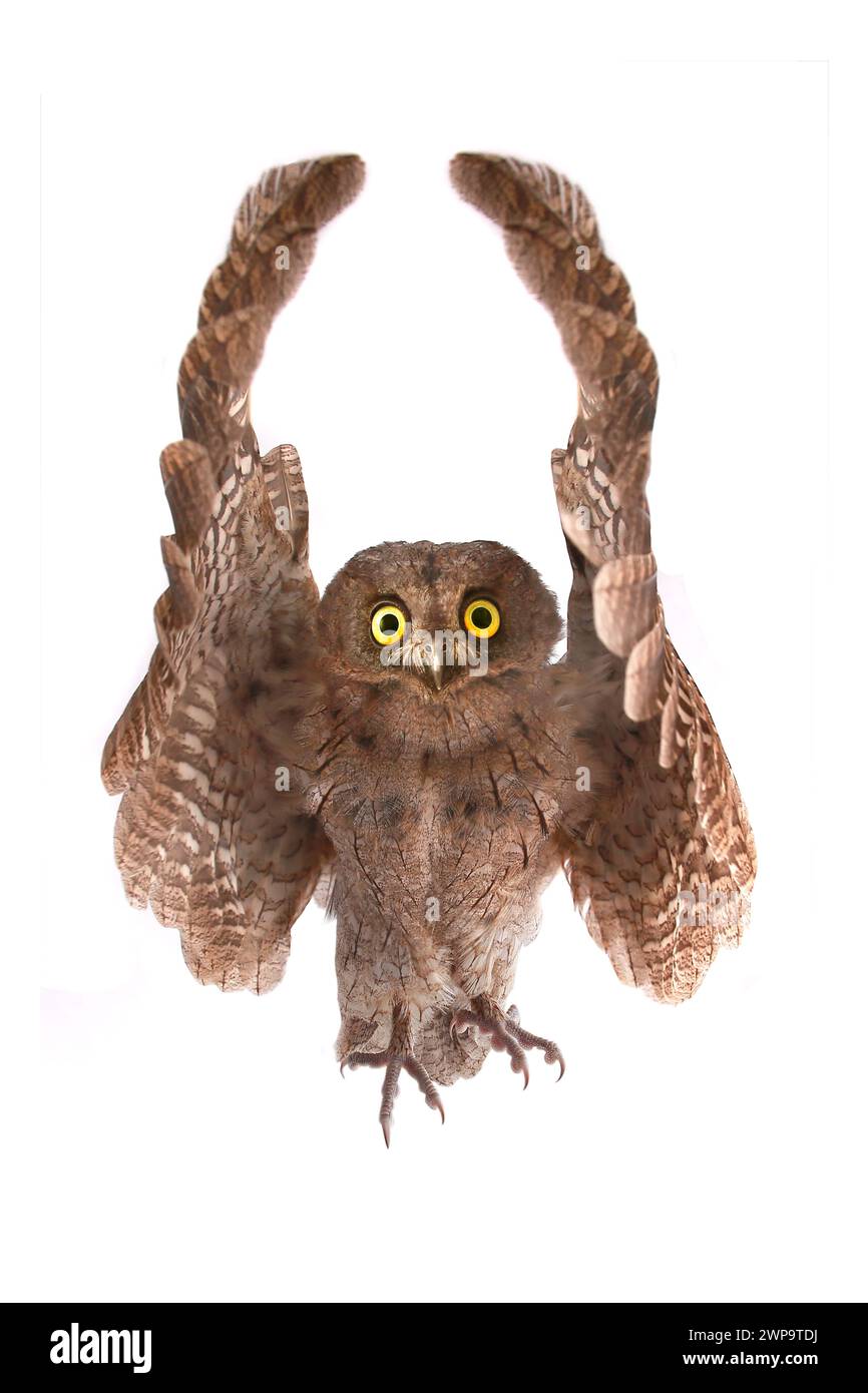 owl with raised wings on white background Stock Photo - Alamy