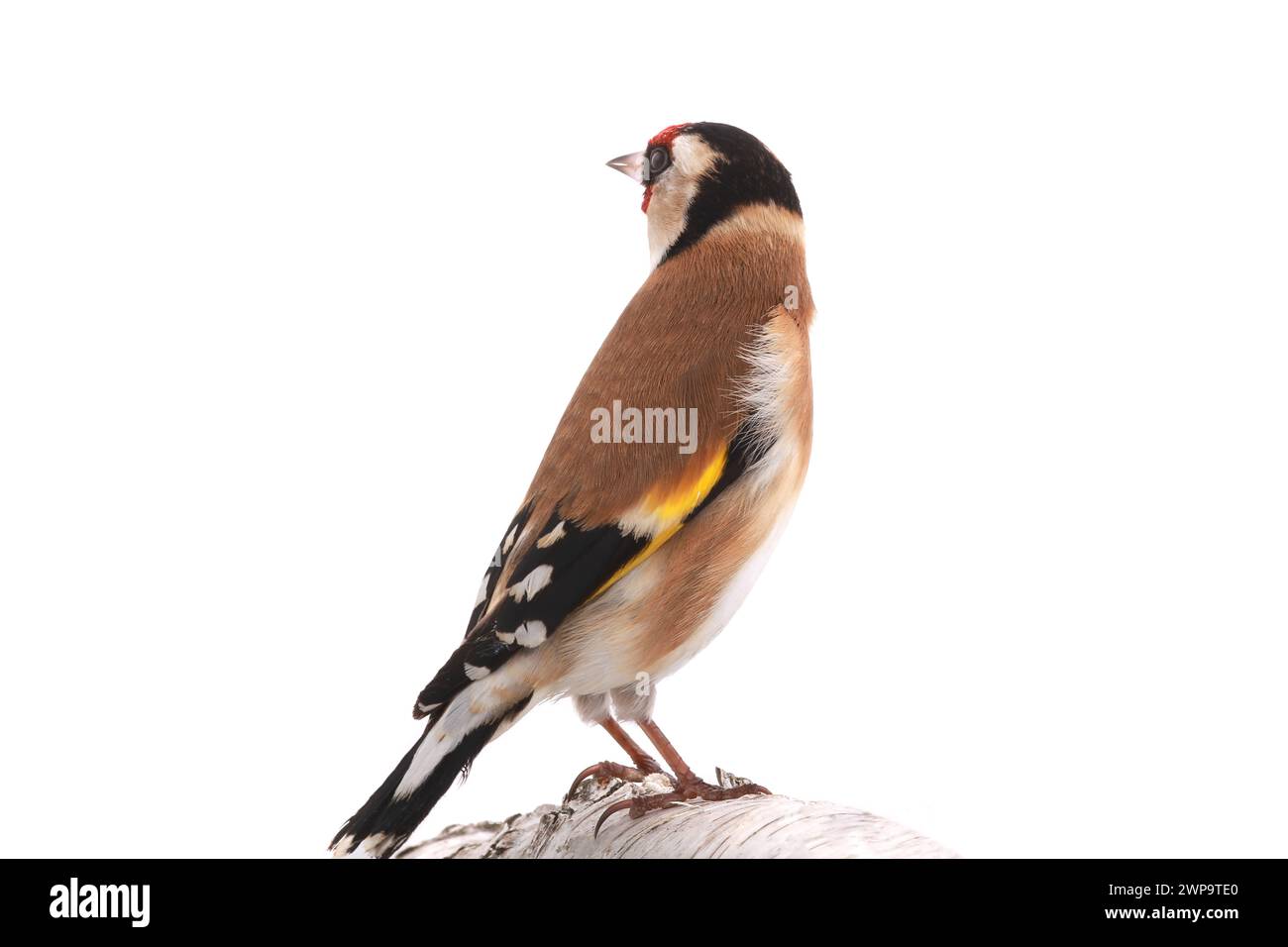 goldfinch isolated on a white background Stock Photo - Alamy