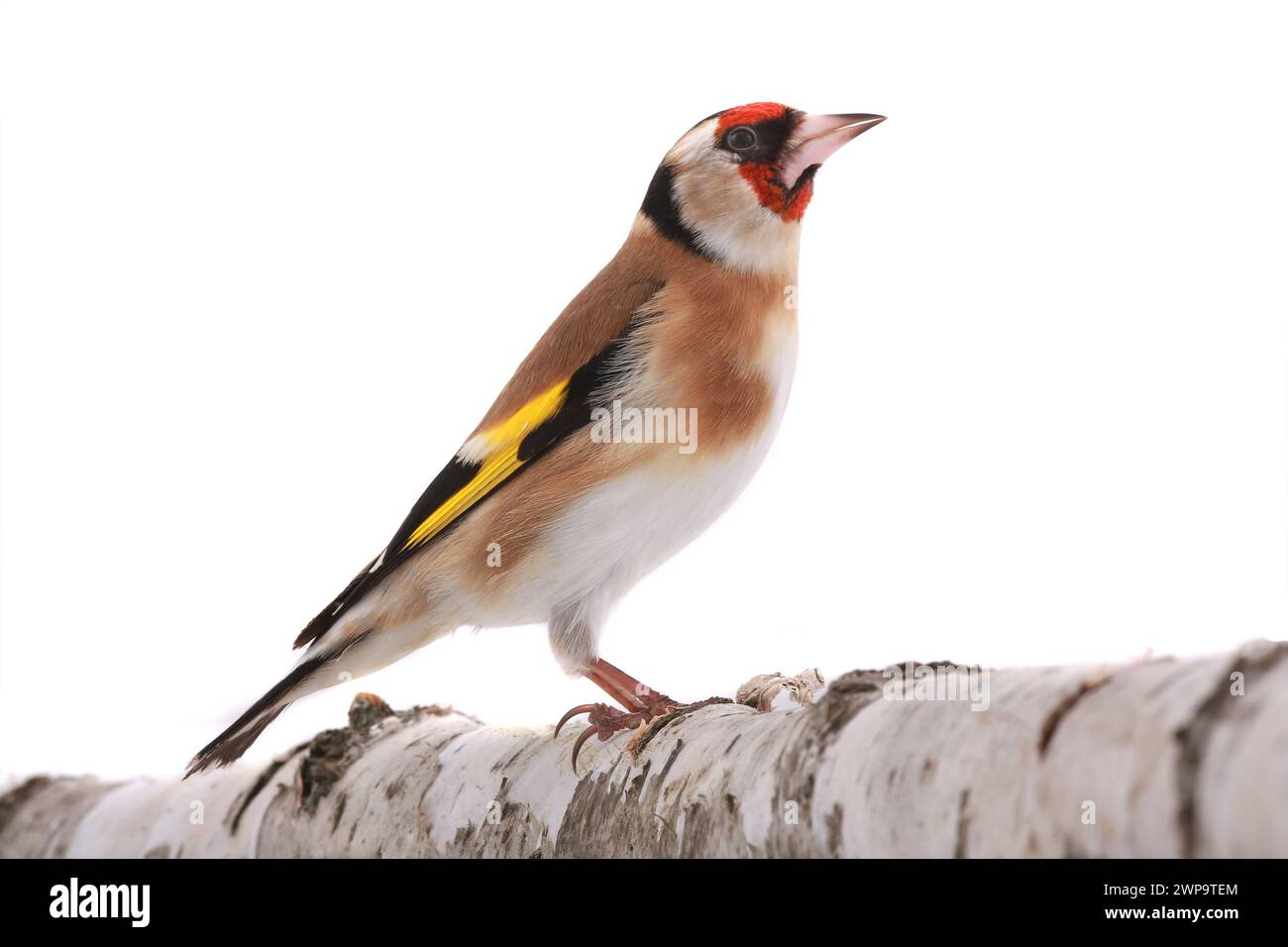 portrait goldfinch isolated on a white background Stock Photo - Alamy