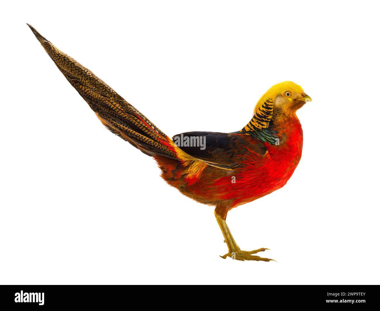 Yellow golden pheasant Cut Out Stock Images & Pictures - Alamy
